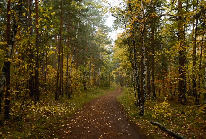 A Path Deep in the Dense Autumn Forest in the Morning Stock Photo ...