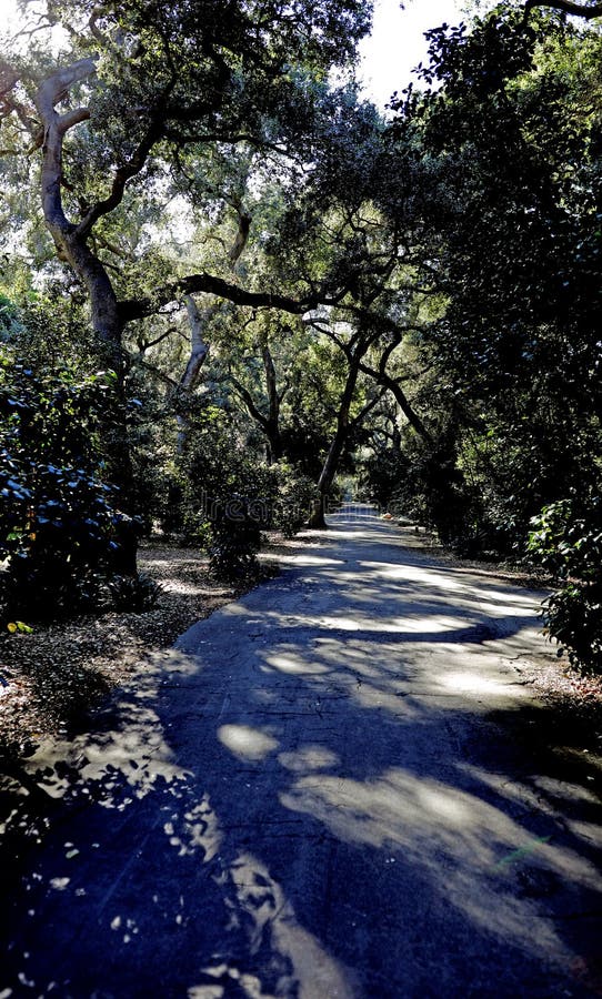 Path in the Deep Forest Garden Stock Image - Image of wilderness ...