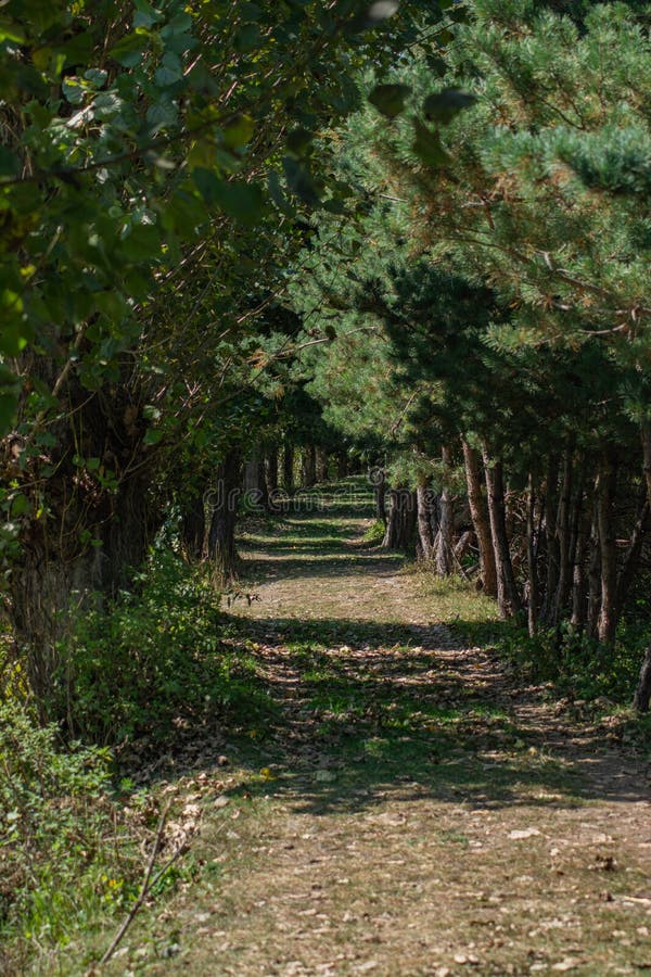 Path in the Deep Forest. Deep Dark Forest Stock Photo - Image of summer ...