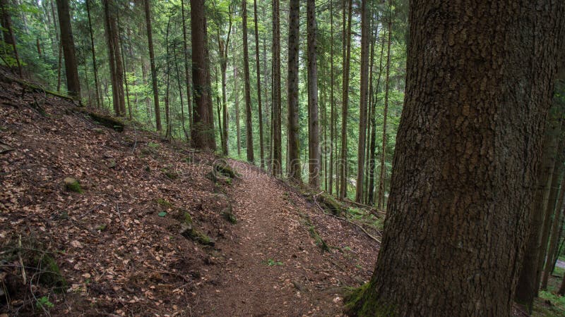 Path through deep woods stock photo. Image of nature - 143402956