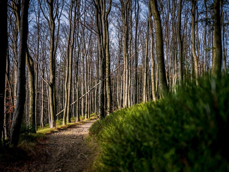 Path in dense forest stock image. Image of park, landscape - 136018627