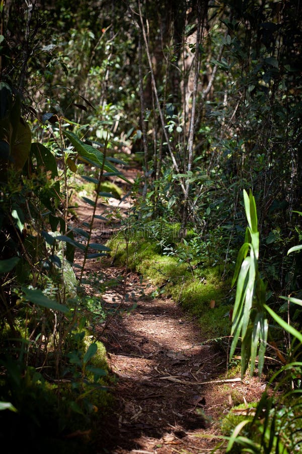 Path through Dense Forest with Dappled Sunlight Falling on Ground and ...