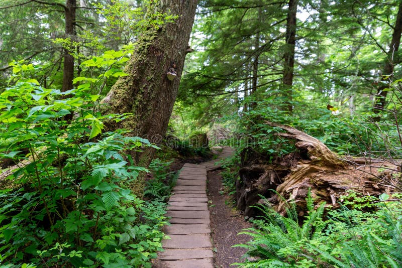Path in a Dense Green Forest Stock Image - Image of botany, green ...