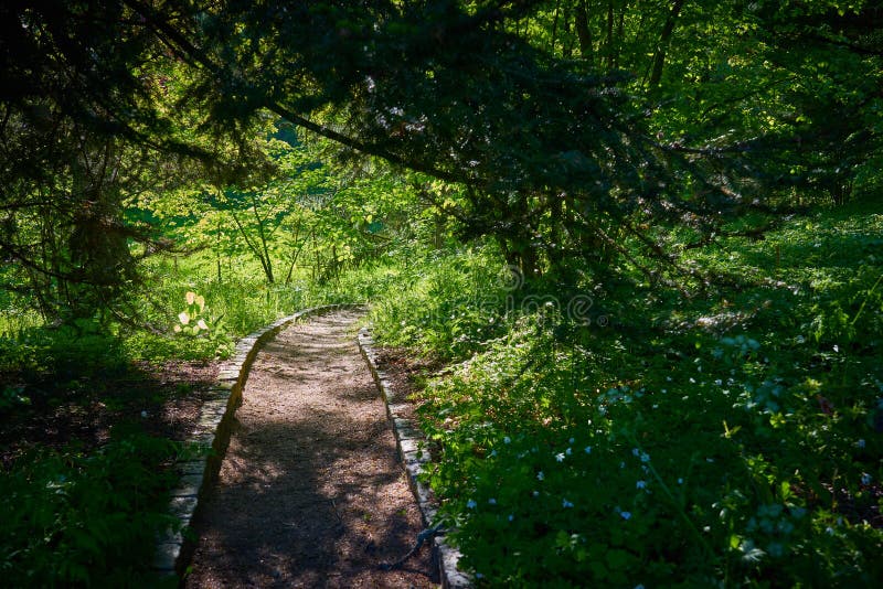 Path among Dense Green Vegetation. Stock Image - Image of colorful ...