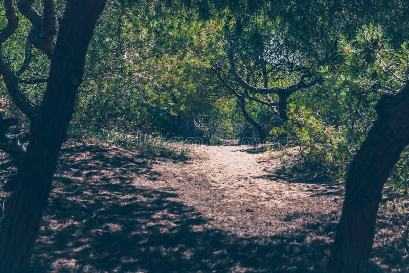 A Path through a Dense Grove of Cedar Trees Stock Image - Image of ...