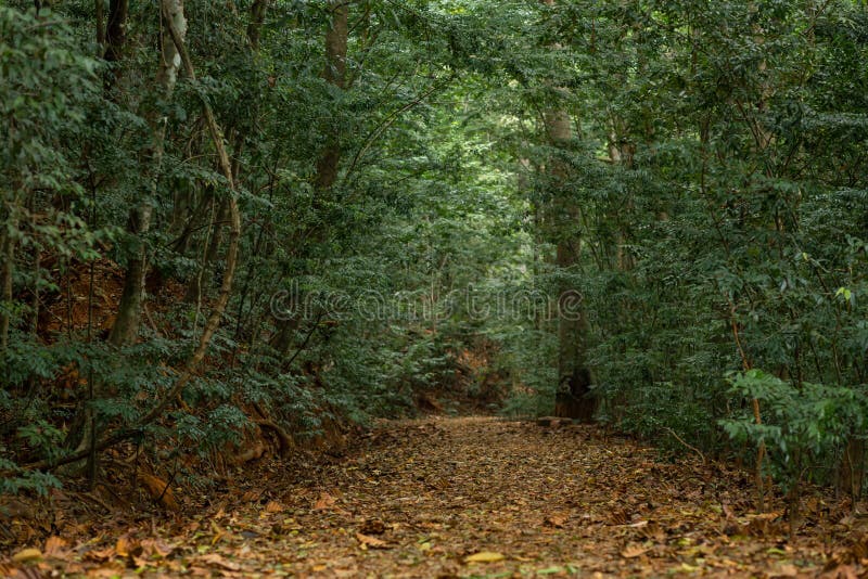 A Path in the Dense Jungle. Natural Reserve Stock Photo - Image of ...