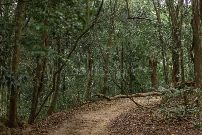 A Path in the Dense Jungle. Natural Reserve Stock Photo - Image of ...