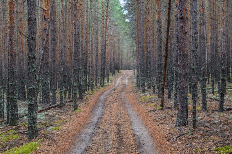 Path in a Dense Pine Forest. Stock Image - Image of stand, together ...