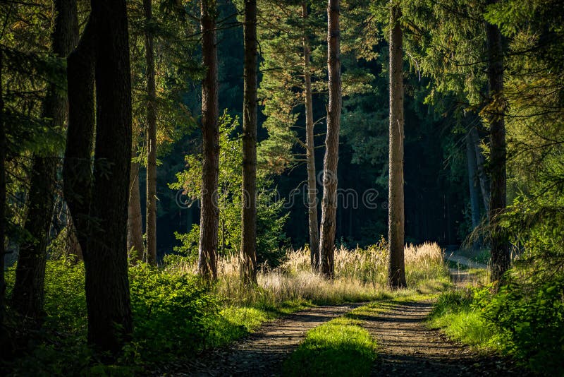 Depth Forest Stock Images - Download 17,420 Royalty Free Photos