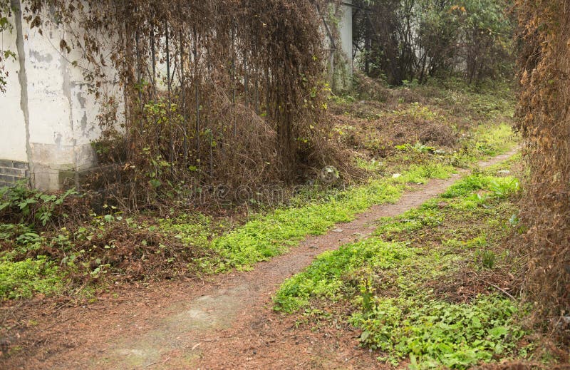 Path stock photo. Image of environment, winter, brown - 66656340