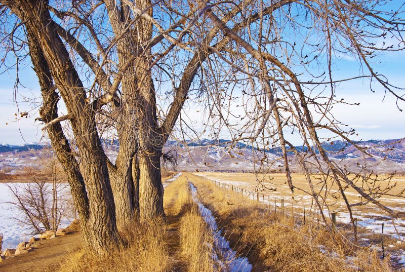 Path and Ditch Beneath a Tall Bare Tree Stock Photo - Image of fence ...