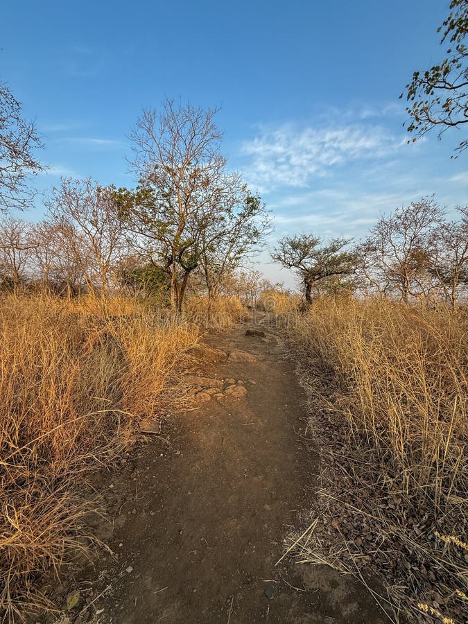 A Path through a Dry, Dusty Field with a Few Trees in the Background ...