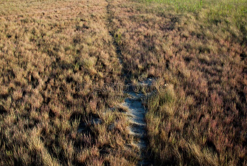 The Path in the Dry Grass in the Field Stock Photo - Image of field ...