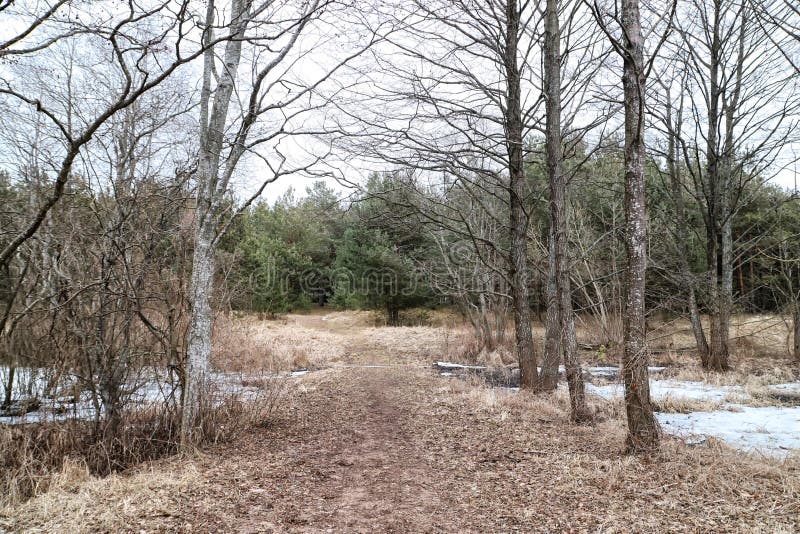 Trees in cold winter day stock photo. Image of idyllic - 74748092