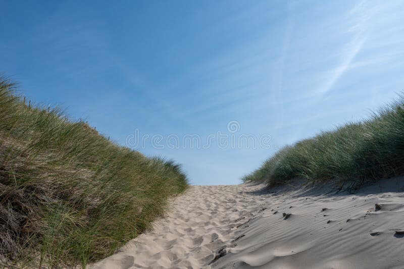 Path through the Dunes with Beach Grass on the North Sea Coast Stock ...