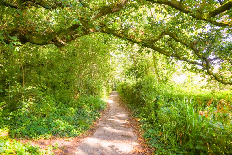 Path through the Edge of the Forest Stock Image - Image of side, long ...