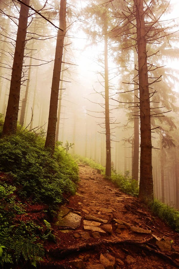 A Path in the Enchanted Forest Stock Photo - Image of foggy, view ...