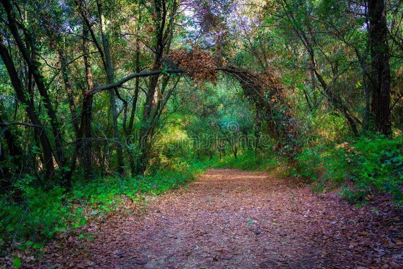 Path in the Enchanted Forest between Green Plants and Trees Formed ...