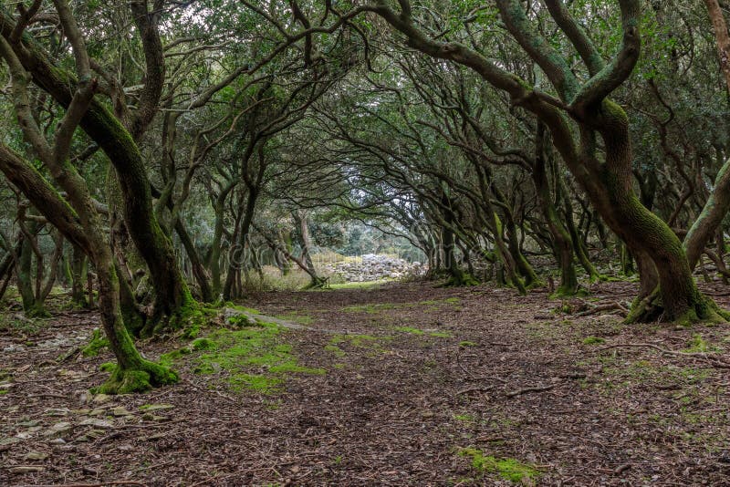 A Path through the Enchanted Forest on the `veliki Brijun` Island Stock ...