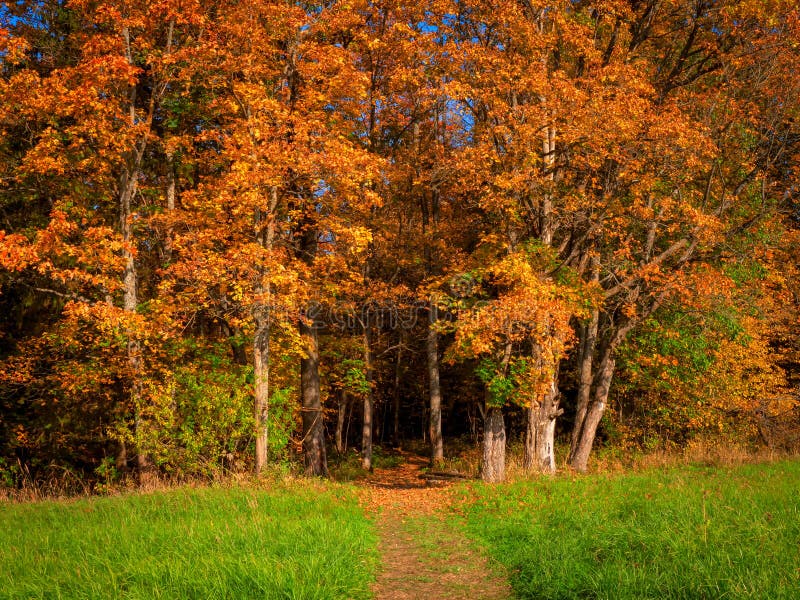 A Path of the Entrance To the Bright Autumn Forest Stock Photo - Image ...