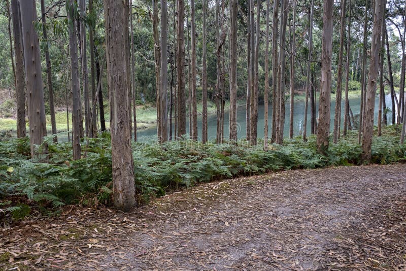 Path into a Eucalyptus Forest on the Slope of a River Stock Photo ...