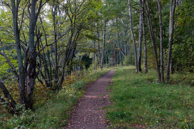 Path in the Evening Forest in the Evening. Horizontal Frame Stock Image ...