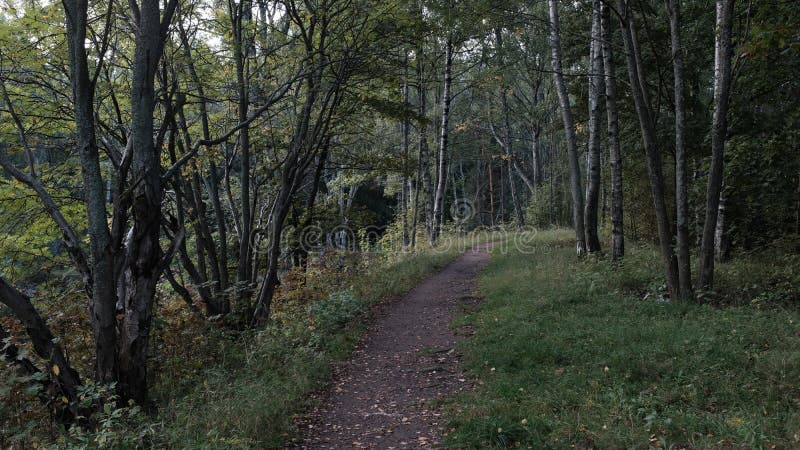 Path in the Evening Forest in the Evening. Horizontal Frame Stock Image ...