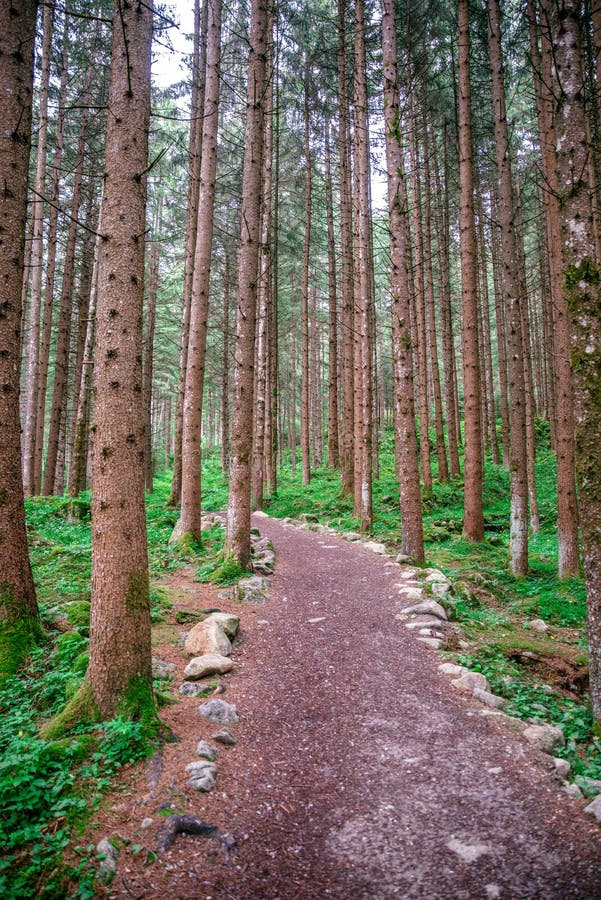 Path through Evergreen Coniferous Forest - Recreation and Relaxation in ...