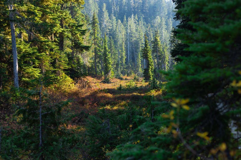 The Path is through the Evergreen Forest and Some Trees are Still in ...