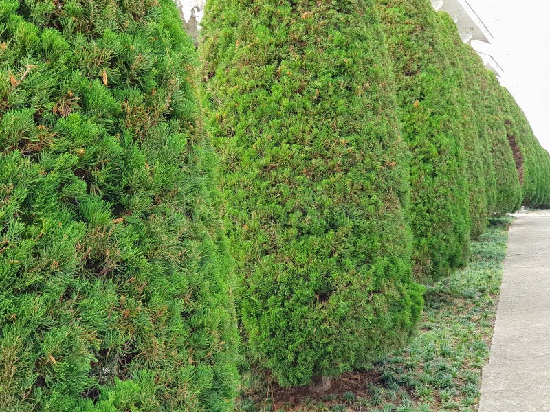A Path with Evergreen Trees in a Garden Stock Photo - Image of nursery ...