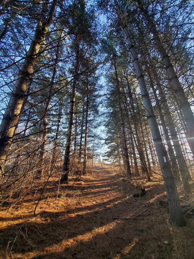 Path between the Evergreens Stock Photo - Image of forests, bright ...