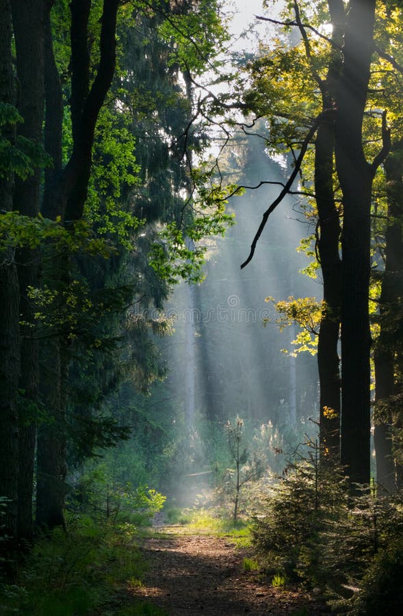 Fairy forest stock image. Image of sunbeam, winter, morning - 13149101