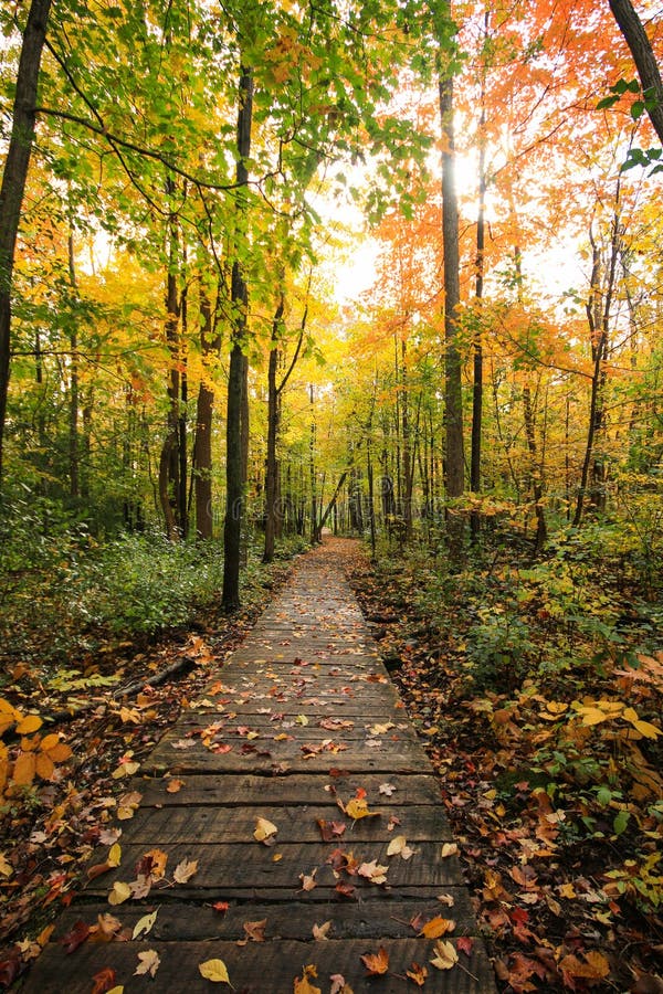Forest Path Verticle Stock Photos - Free & Royalty-Free Stock Photos ...