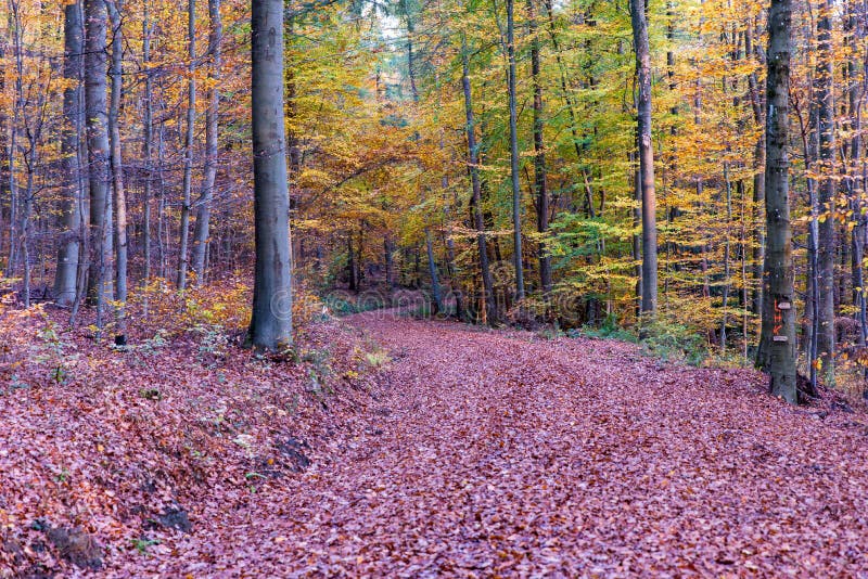 Path through Fall Forest Covered with Leaves Stock Image - Image of ...