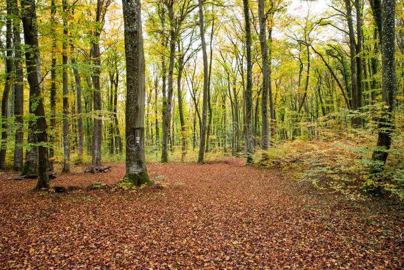 Path through Fall Forest Covered with Leaves Stock Image - Image of ...