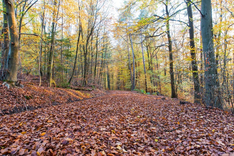 Path through Fall Forest Covered with Leaves Stock Photo - Image of ...