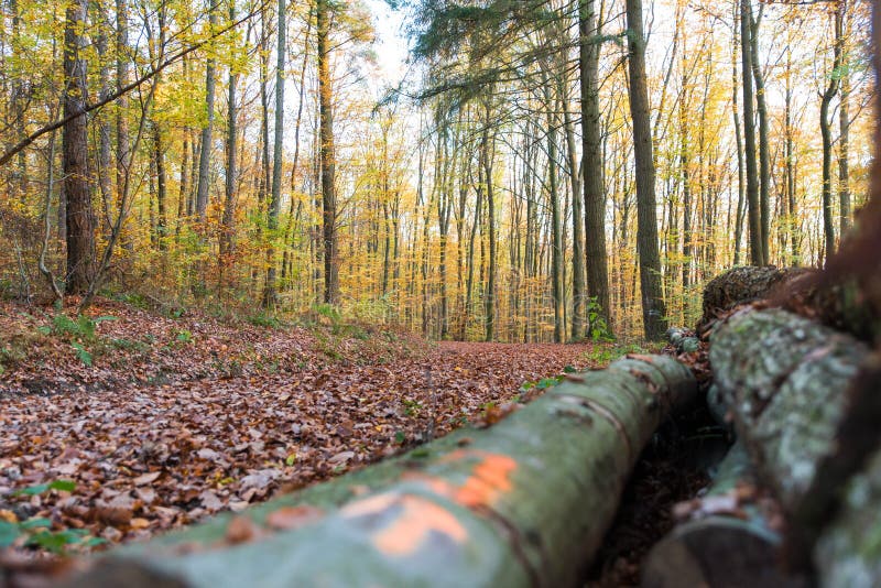 Path through Fall Forest Covered with Leaves Stock Photo - Image of ...