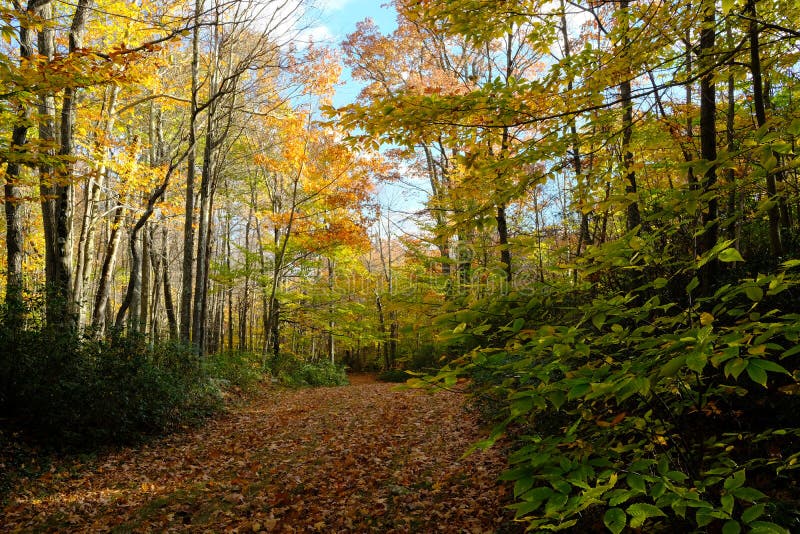 Path through Fall Forest stock photo. Image of fall, woods - 83713966