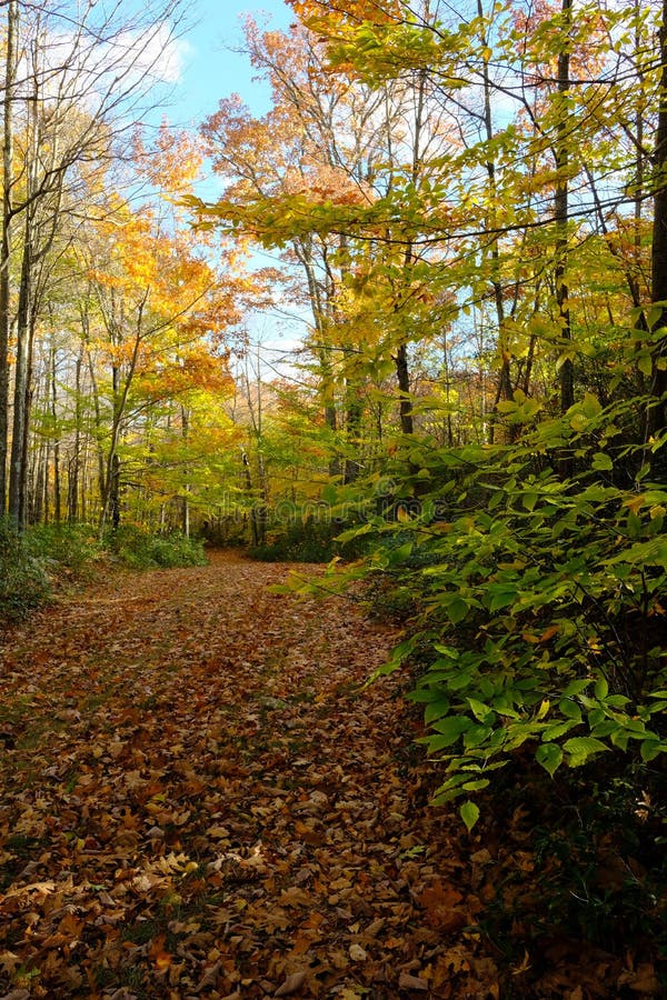 Path through Fall Forest stock photo. Image of pennsylvania - 83715144