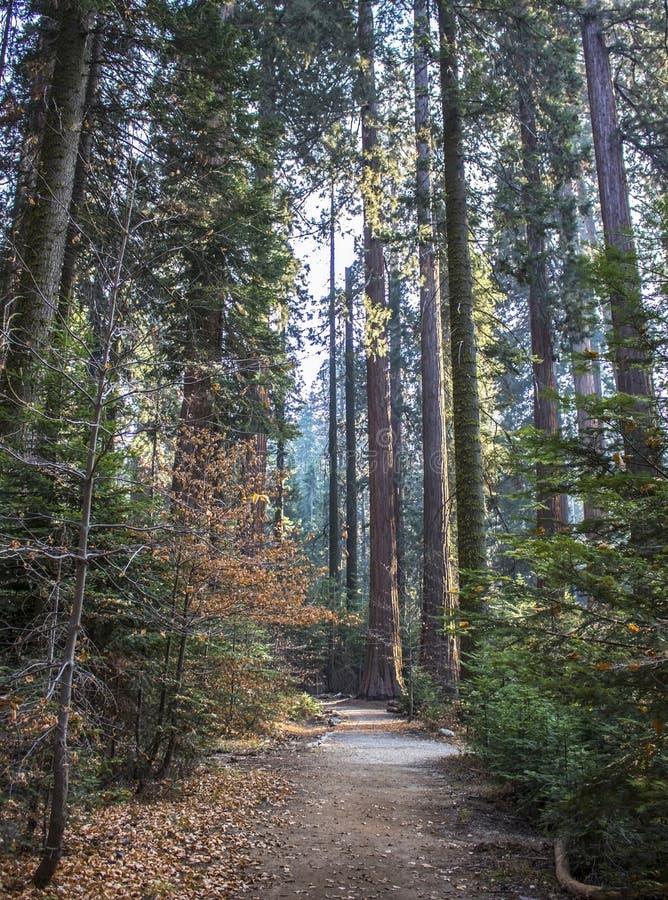 Path through Fall Forest with Trees in California Sierra Nevada Stock ...
