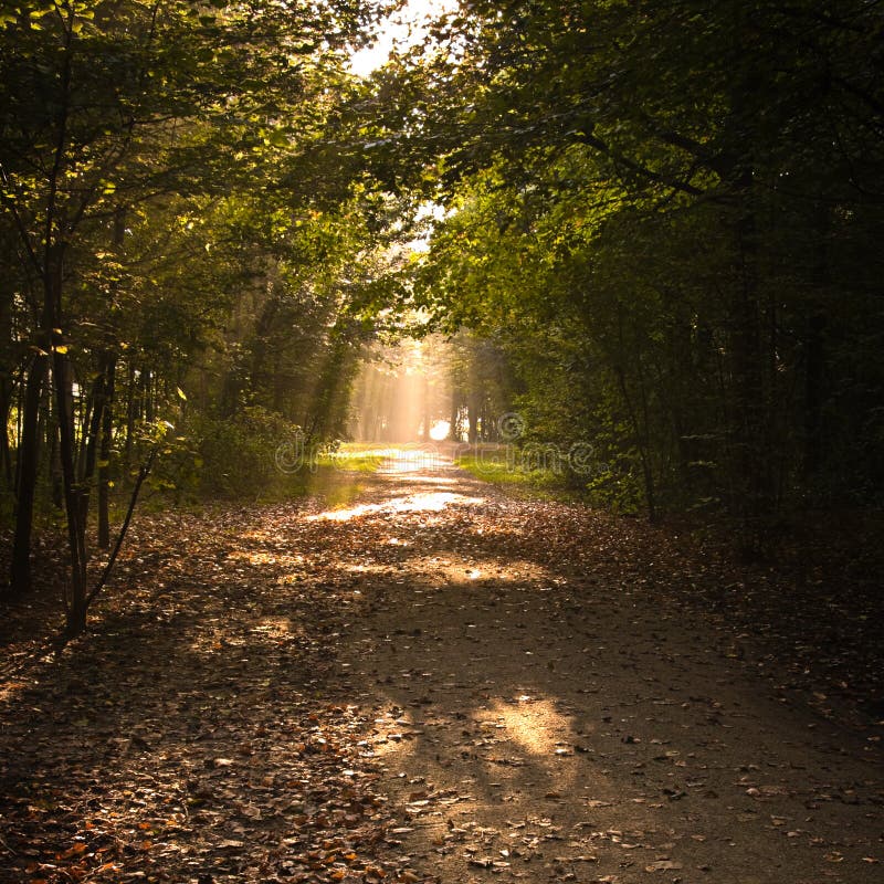 Path in Fall with Lightrays and Fallen Leaves Stock Image - Image of ...