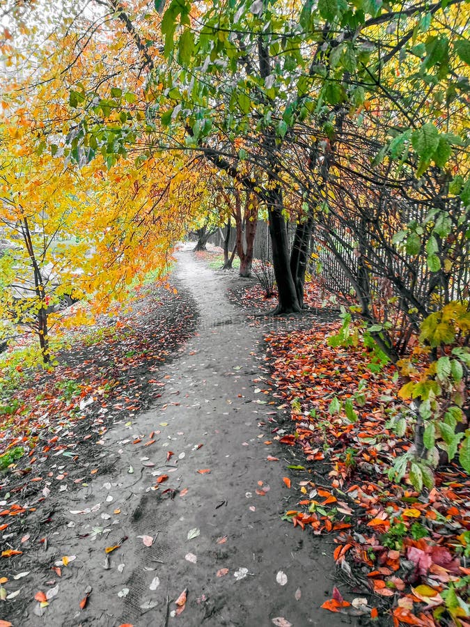 Path between Fall Trees. Autumn Leaffall Stock Photo - Image of october ...