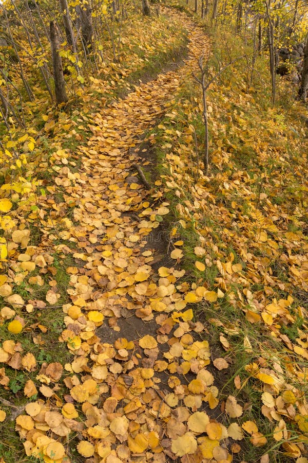 Path with Fallen Autumn Leaves Stock Photo - Image of lane, fall: 164782078