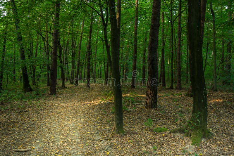 Path through a Dark Deciduous Forest Stock Photo - Image of dark ...