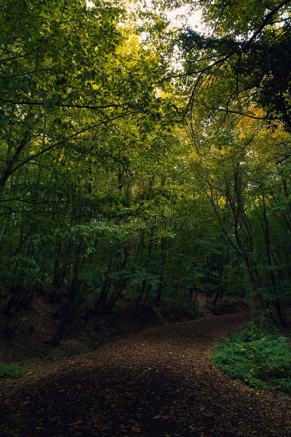 Fallen Leaves on the Forest Ground. Lush Forest on the Background Stock ...