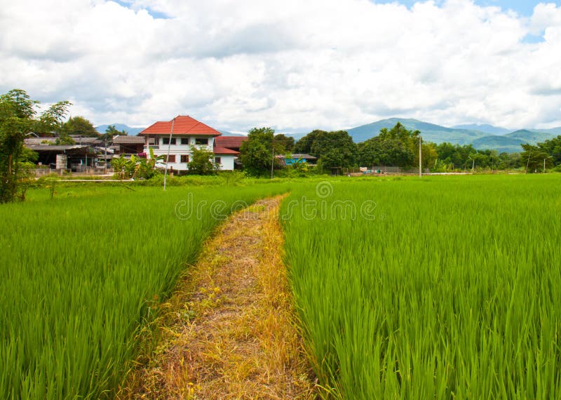 Path farm stock image. Image of colorful, green, field - 19454637