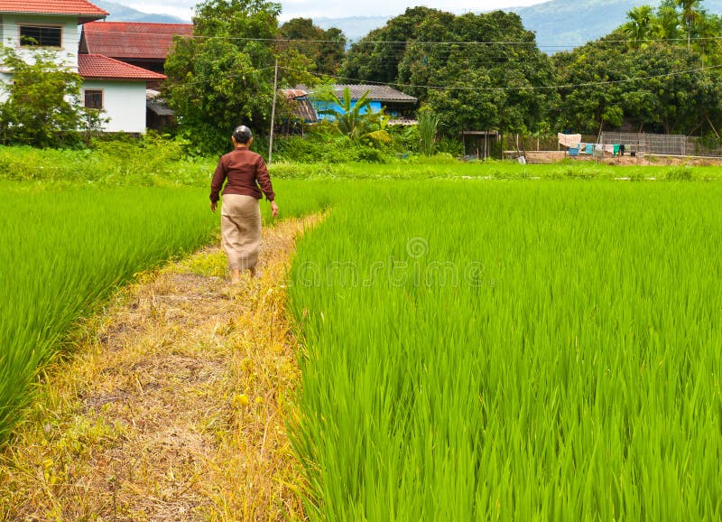Path farm editorial image. Image of care, nature, good - 19774330