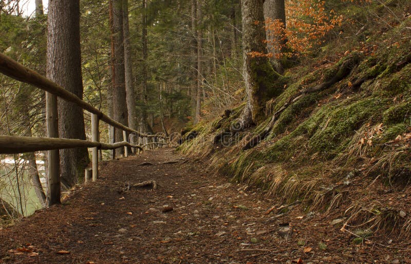 Path with fence in forest stock image. Image of landscape - 53896259