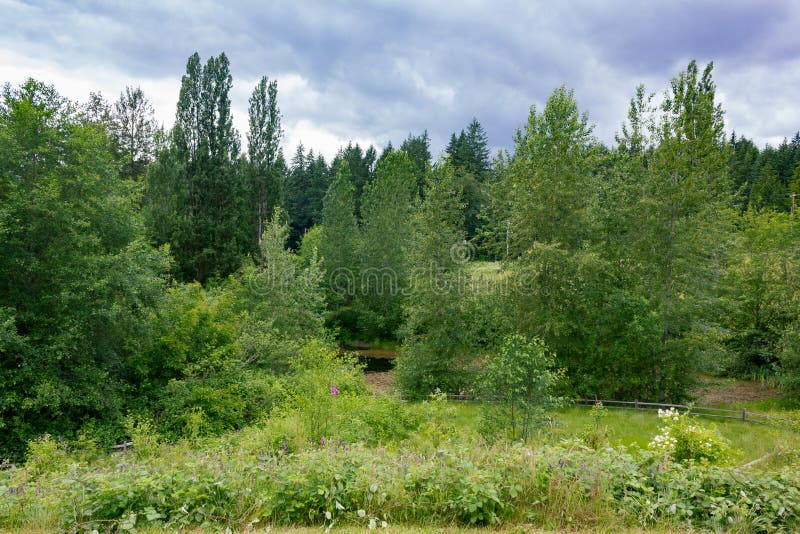 Path with Fence Leading through Dense Foliage Stock Photo - Image of ...