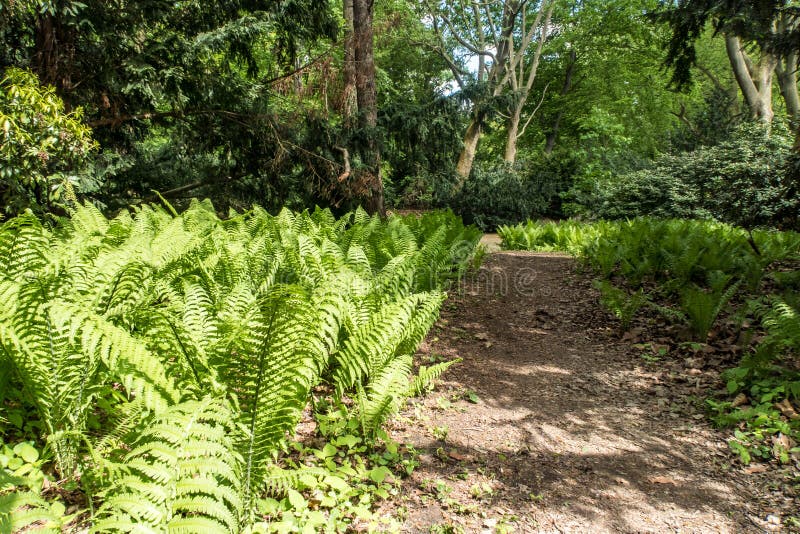 Path in Fern Forest Nature Center Stock Photo - Image of florida, marsh ...